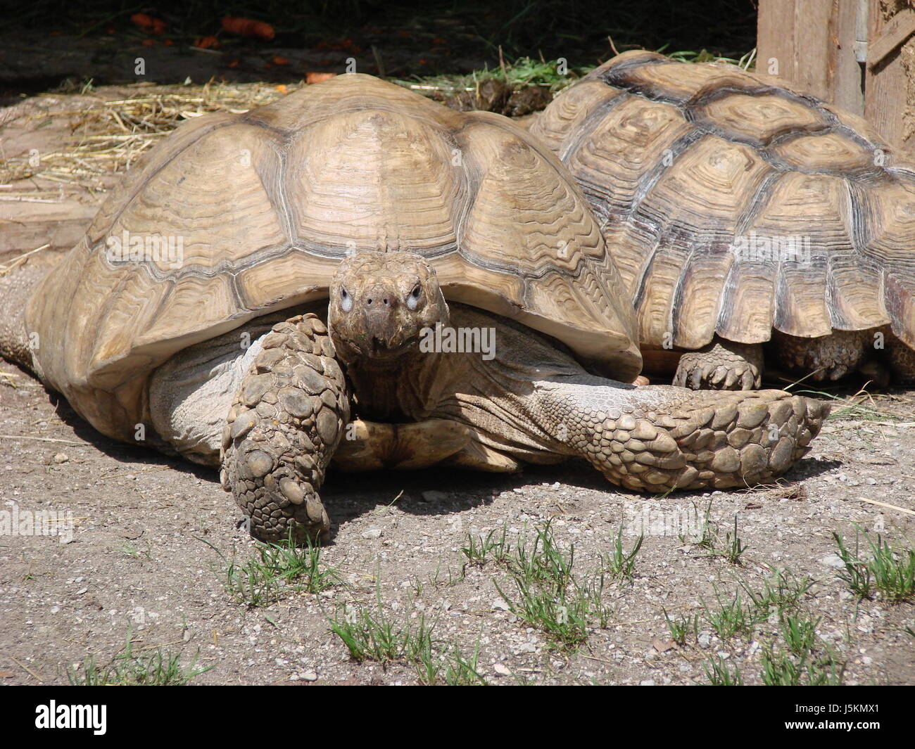 animal armour zoological gardens nature turtle tortoise geochelone ...
