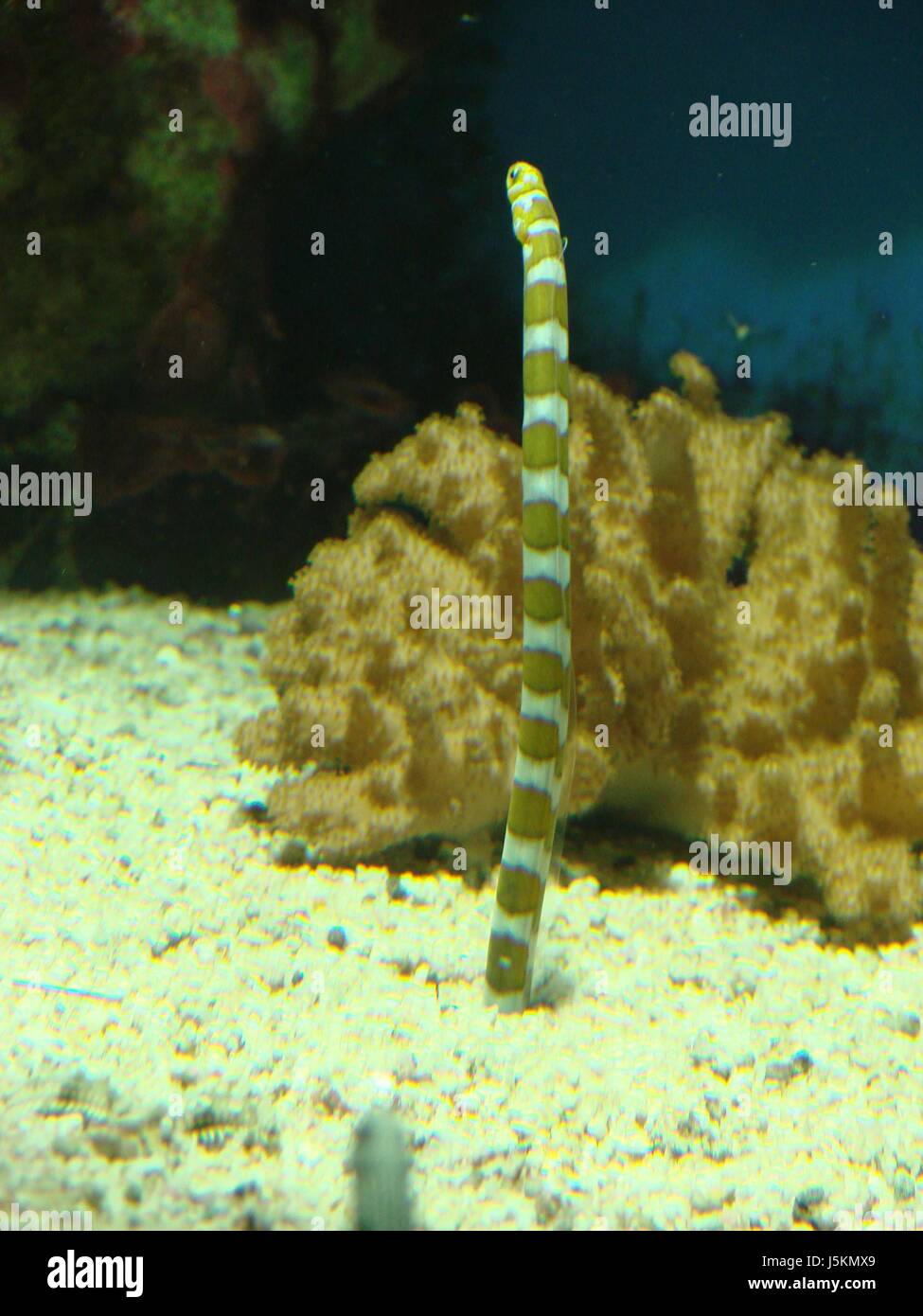 georg assia pleclara - pipe eel Stock Photo - Alamy