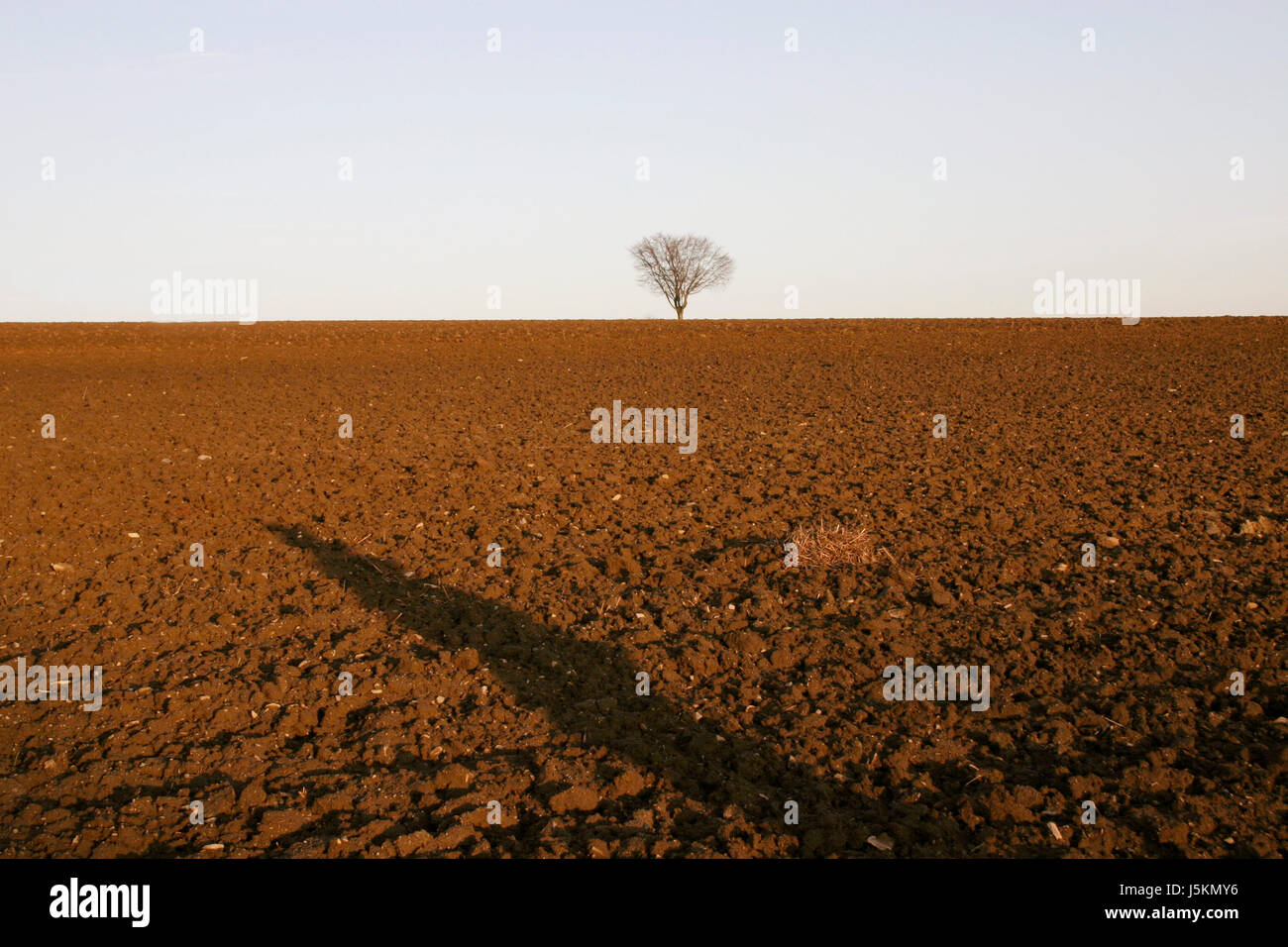 big large enormous extreme powerful imposing immense relevant tree ...