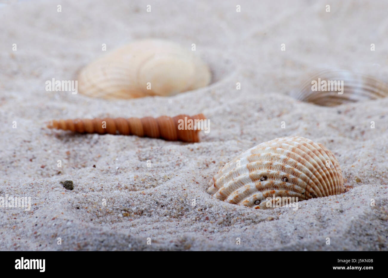 shells on the beach Stock Photo - Alamy