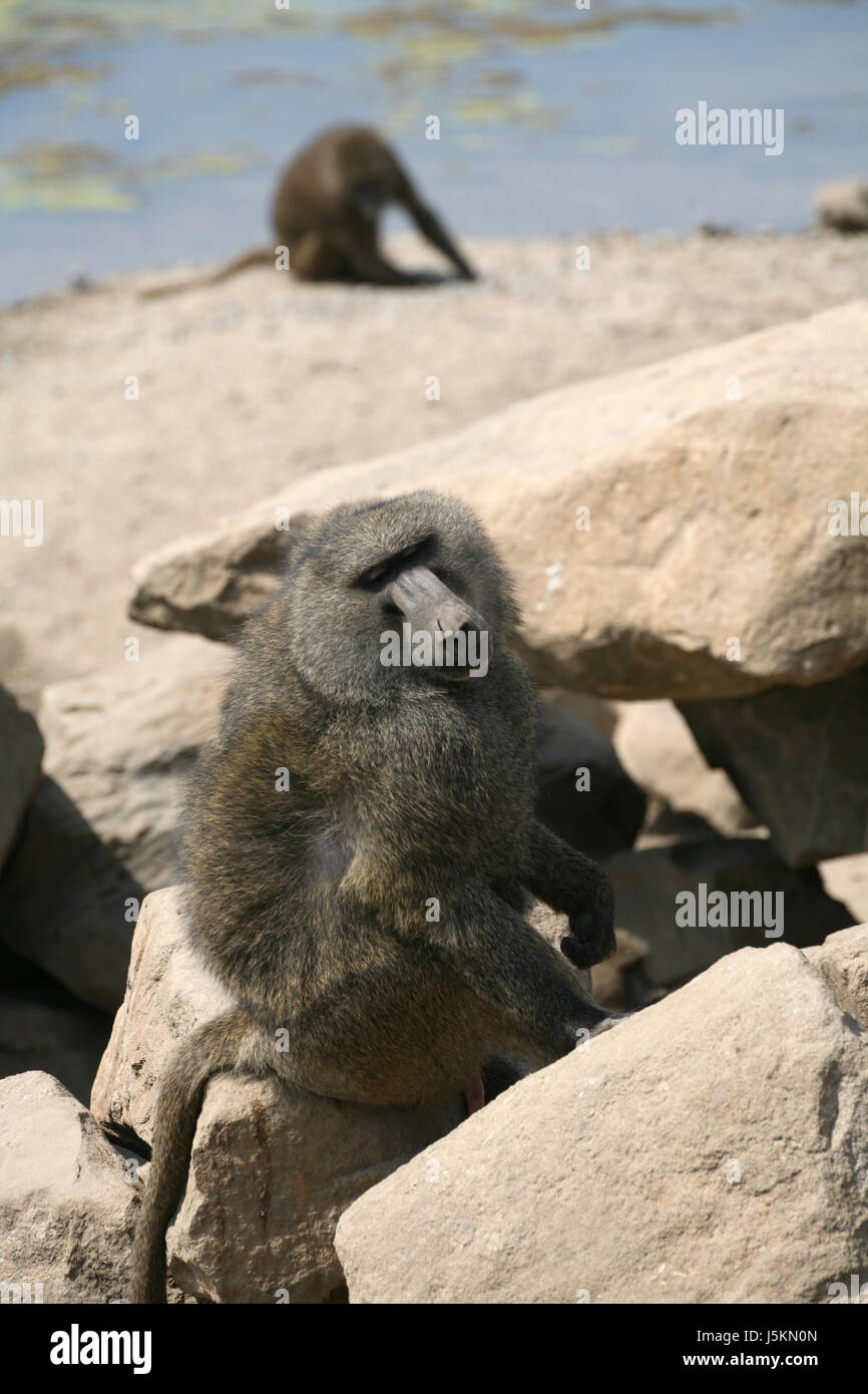 animal animals monkey skin hairy rock zoom male primates baboons ...