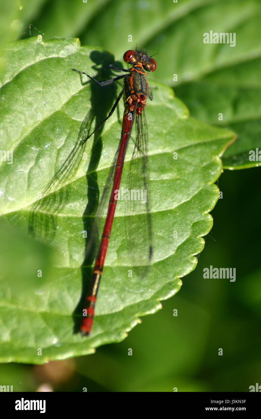 animal insect wing dragonfly antenna red frhe adonislibelle ...