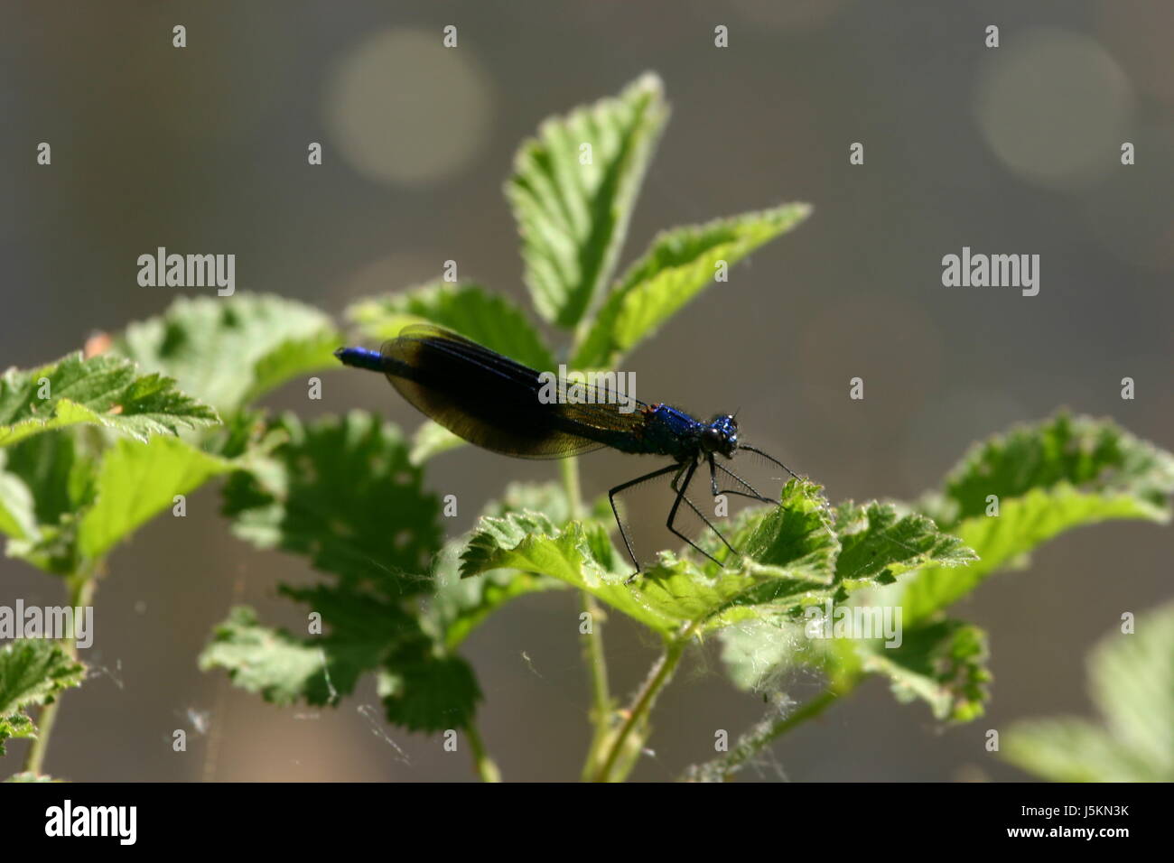 animal insect eyes wing dragonfly antenna page sheet red gebnderte ...