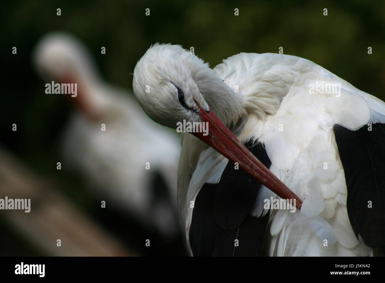 bird birds detail admission duo stork migrant birds of passage pale bright pure Stock Photo - Alamy