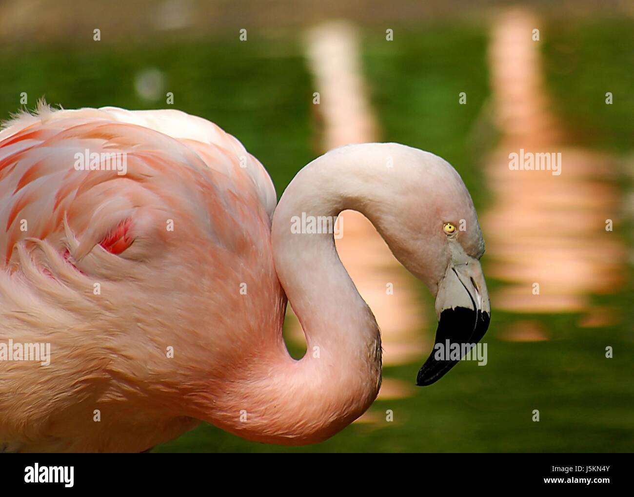 profile bird fauna portrait eye organ birds lateral feathers beak ...