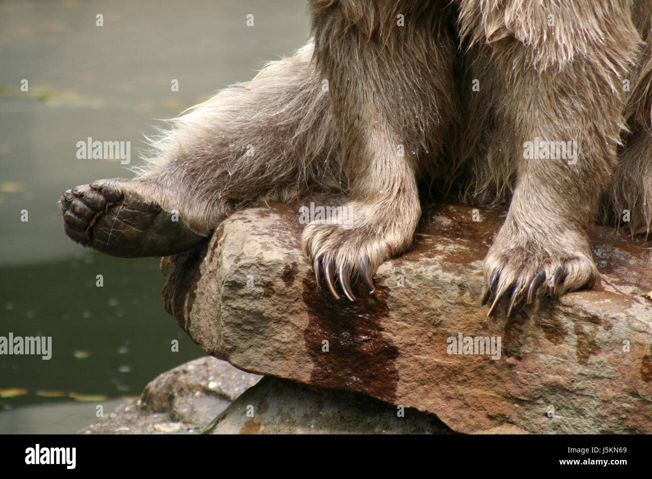 relaxation bear relaxed skin predator claws contented fur bearing ...