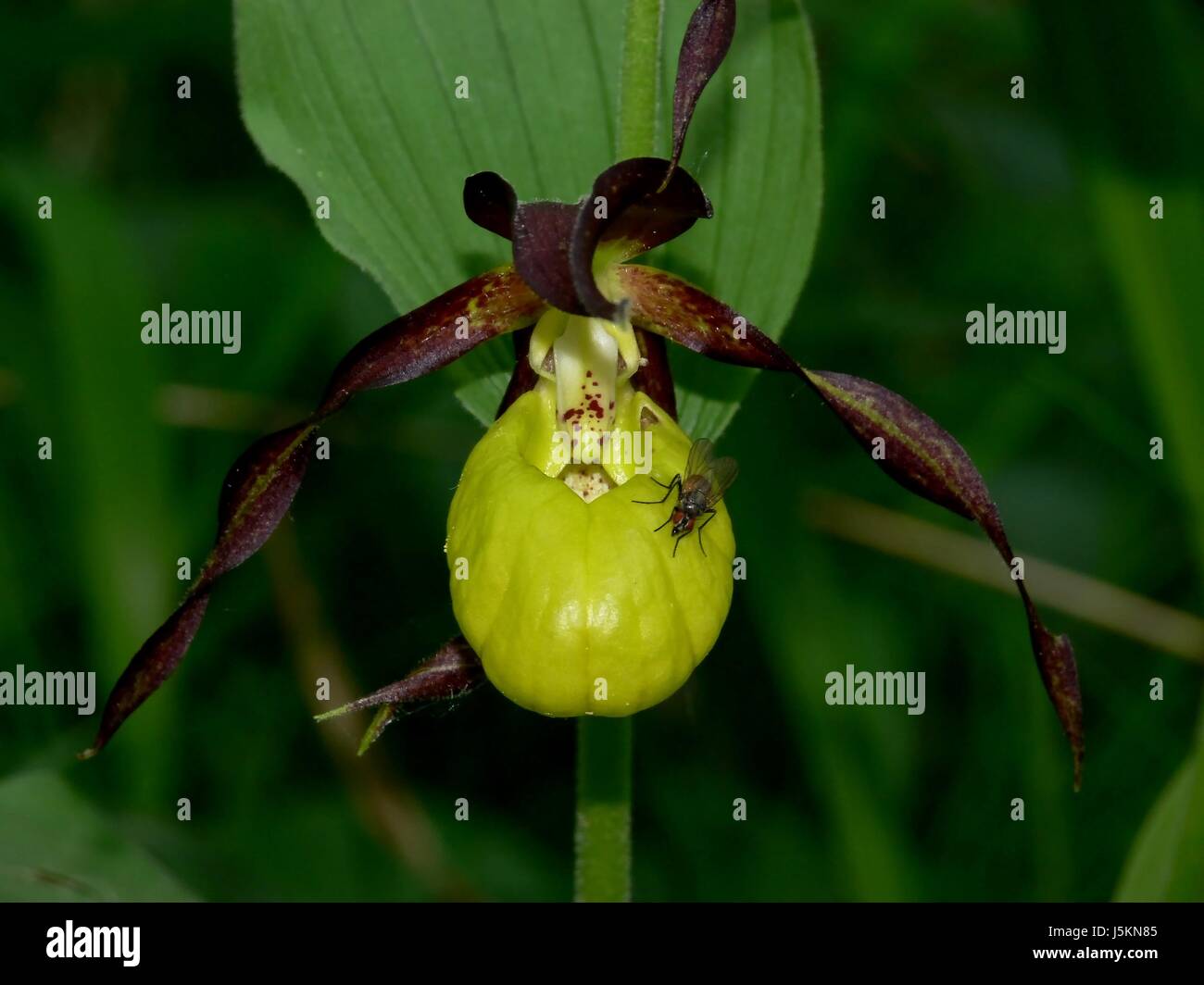 flower orchid plant protected sheltered conservation of nature rare ...