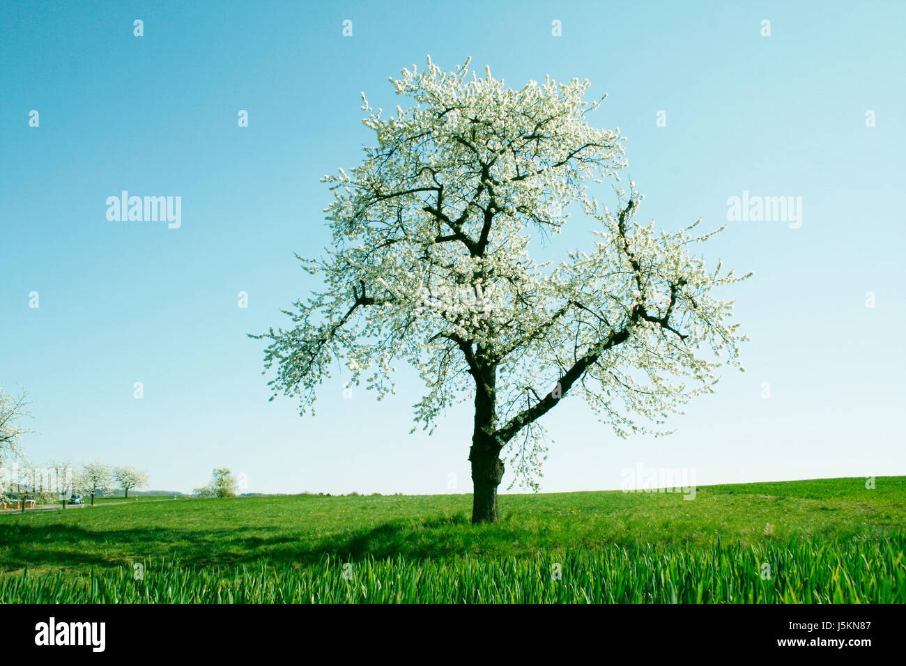 big large enormous extreme powerful imposing immense relevant tree ...