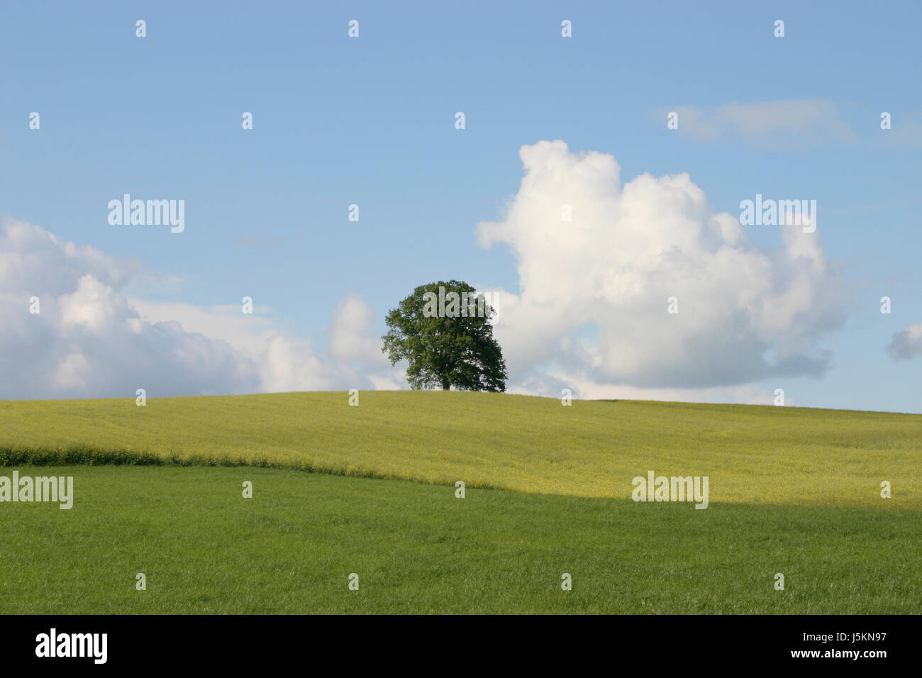 big large enormous extreme powerful imposing immense relevant tree ...