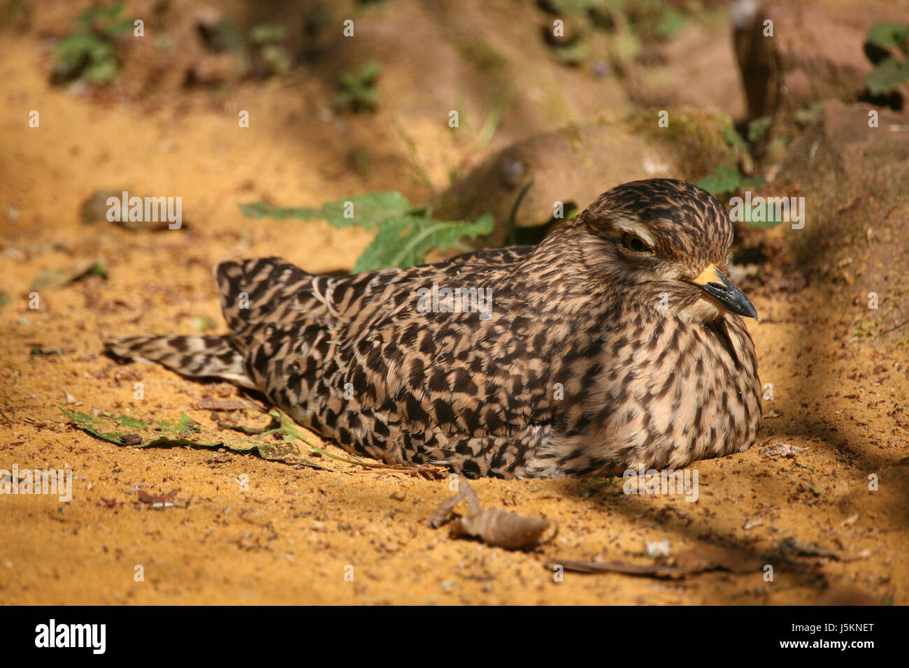 animal bird africa savannah birds wild animal african veld kaptriel ...