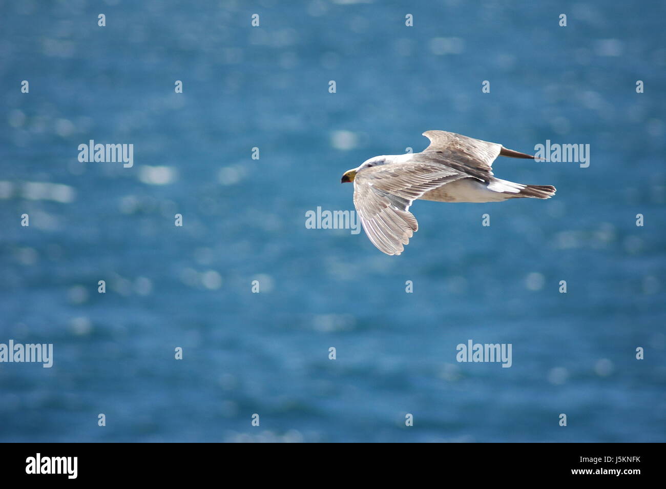 Bird albatross salt water sea hi-res stock photography and images - Alamy