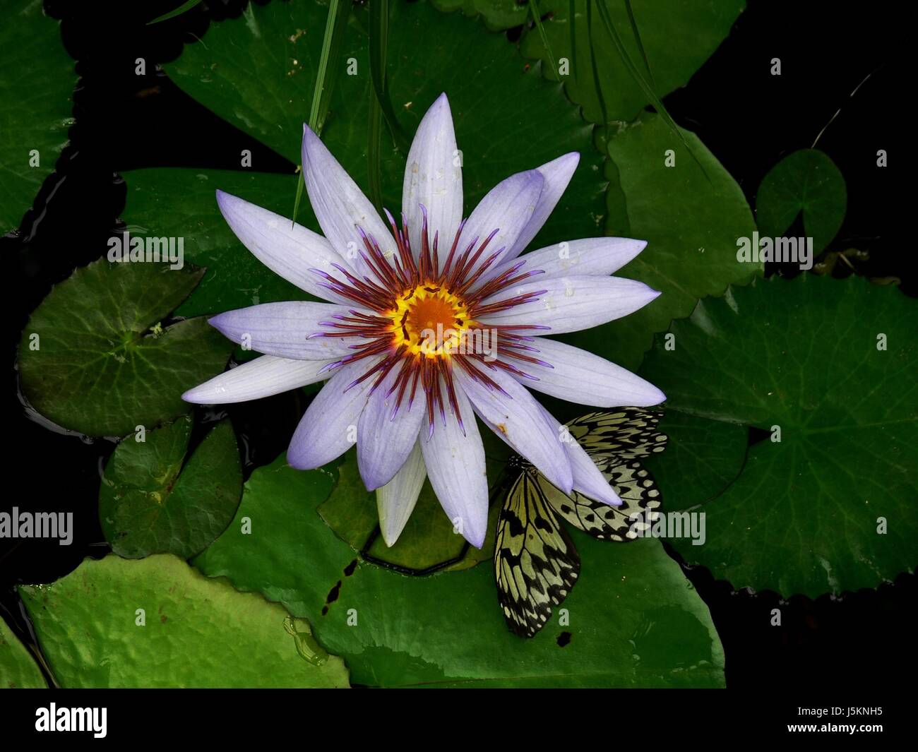 insect butterfly swamp water lily lotus aquatic plant fresh water pond ...