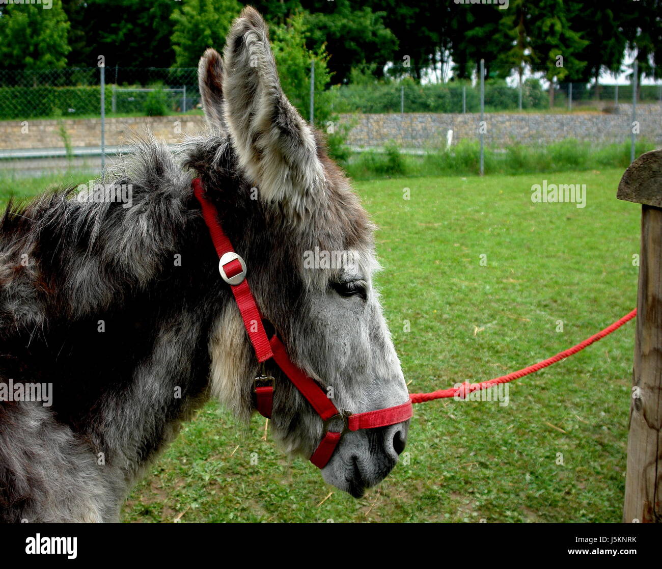 mammal animal portrait bridle donkey leash peg animal used for riding ...