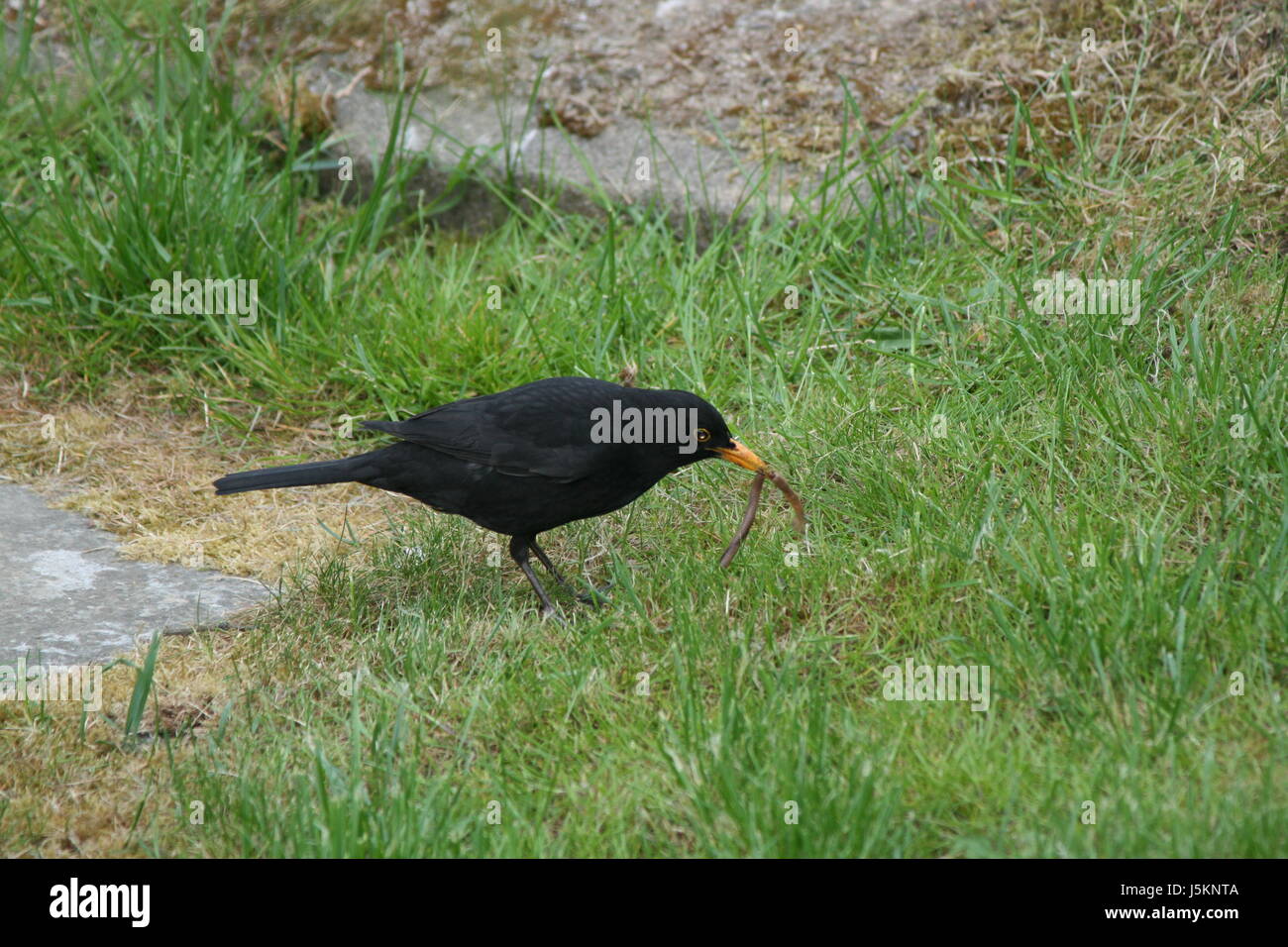 fodder bird green black swarthy jetblack deep black birds to gorge ...