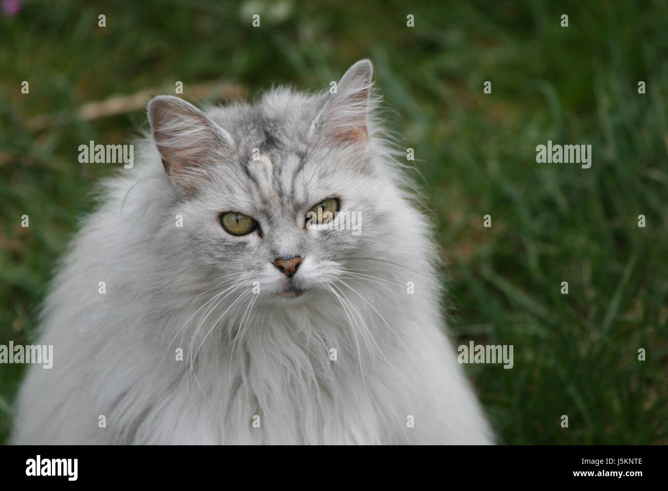 female garden green animals cats skin cuddle america spring mammals ...