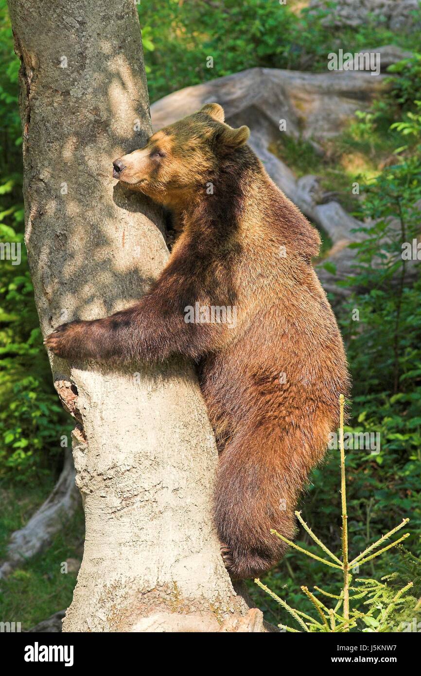 tree bear bear fur national park skin predator rise climb climbing ...