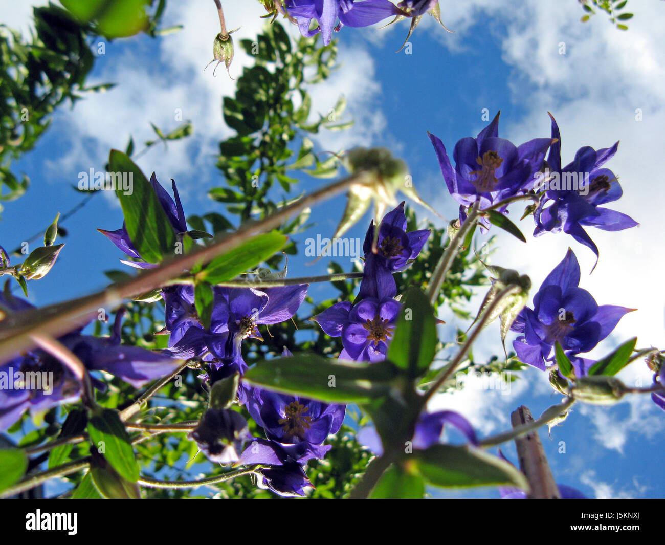 worms eye blue flower plant bloom blossom flourish flourishing botany ...