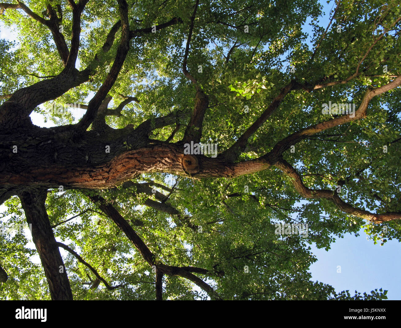 big large enormous extreme powerful imposing immense relevant tree ...