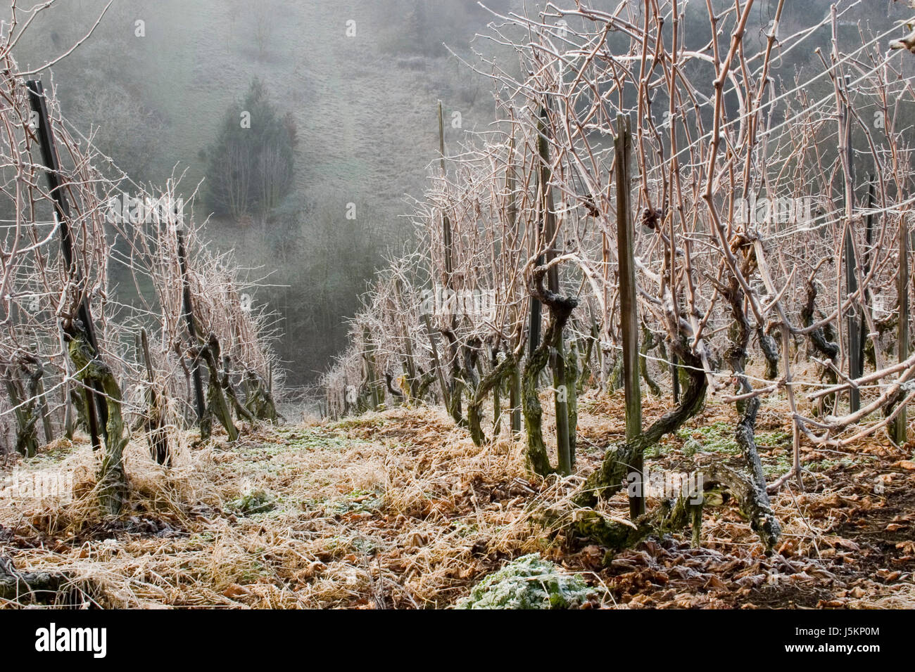 vineyard in winter Stock Photo - Alamy