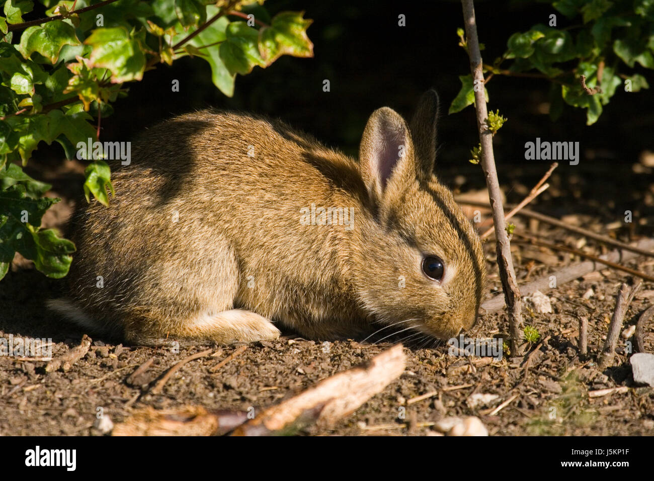 a hand full Stock Photo - Alamy