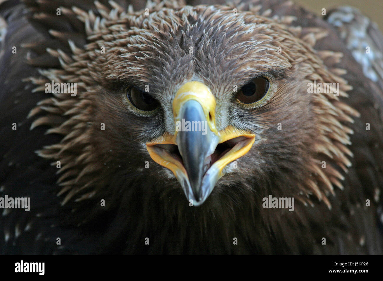 Golden eagle attack hi-res stock photography and images - Alamy