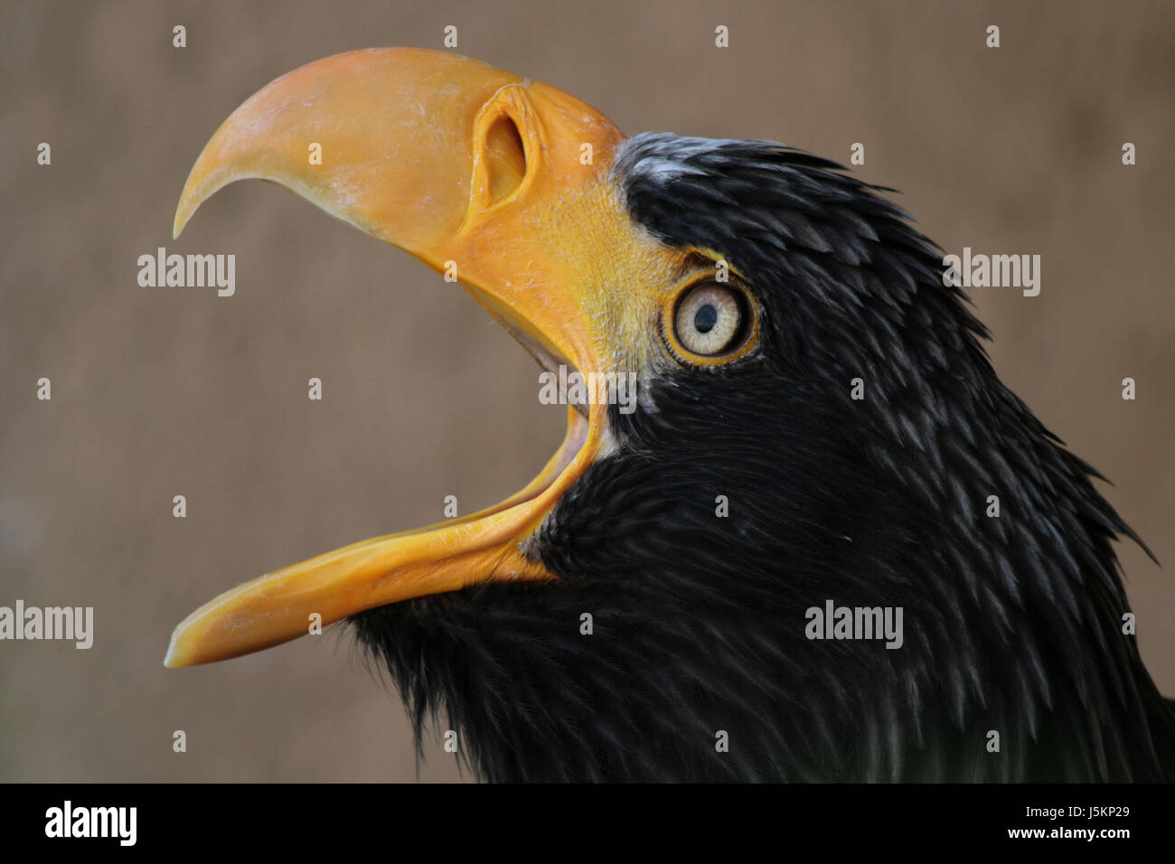 bird birds raptor birds of prey beak eagle beaks shouting shout ...