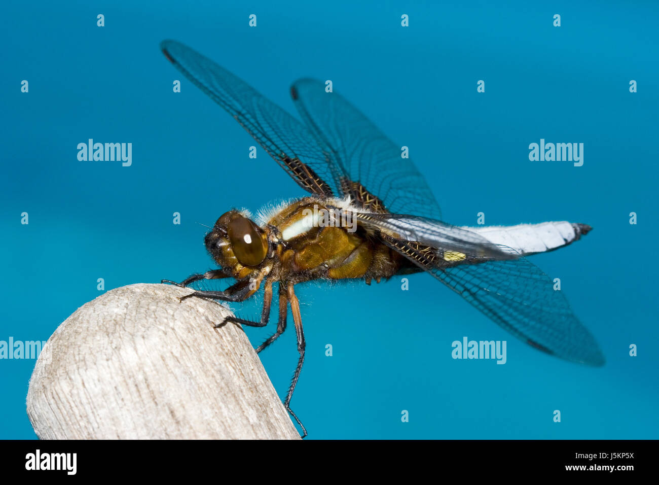 pert plattbauch males Stock Photo - Alamy