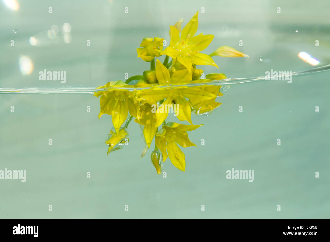 flower in water Stock Photo - Alamy