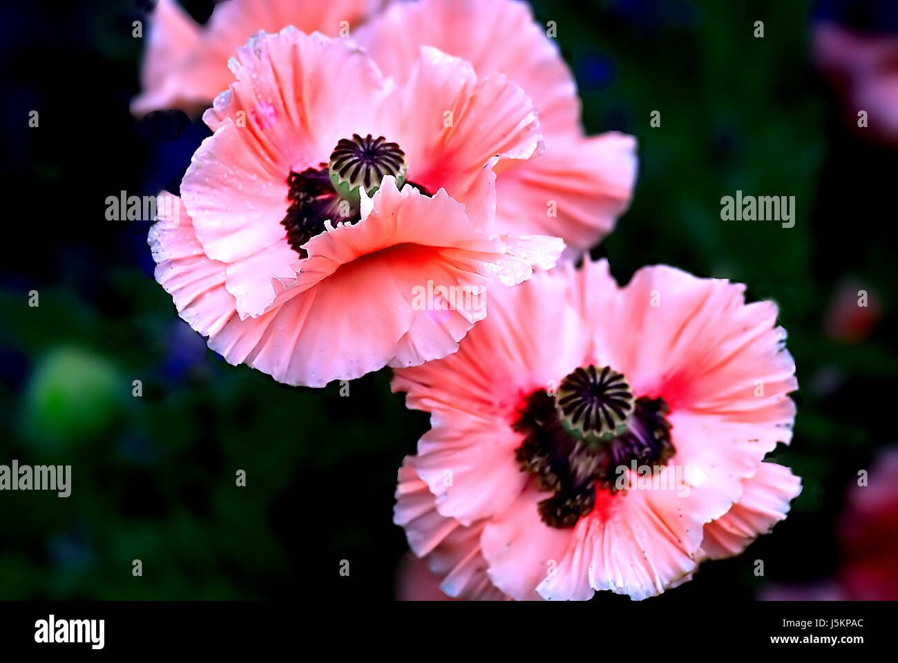 flower plant poppy material drug anaesthetic addictive drug rsa mohn ...