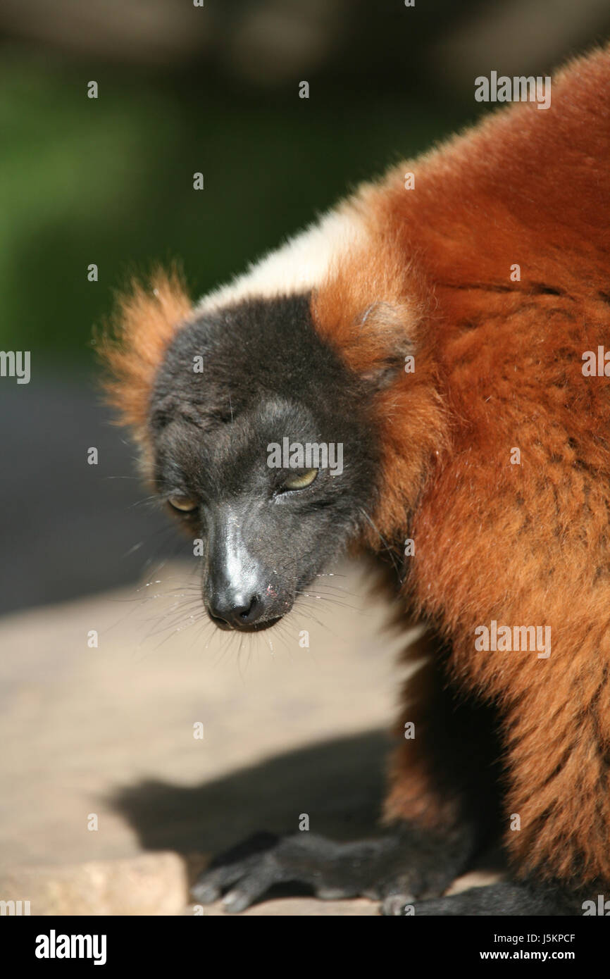 animal monkey blank european caucasian skin hairy rare zoom lemures ...