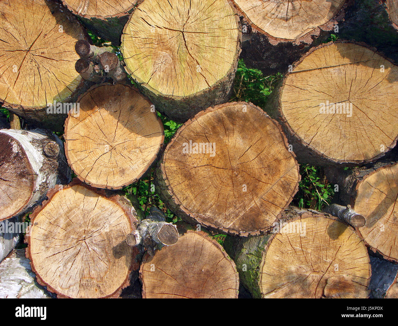 trunk crannies timber mark splint building material firewood kernel ...