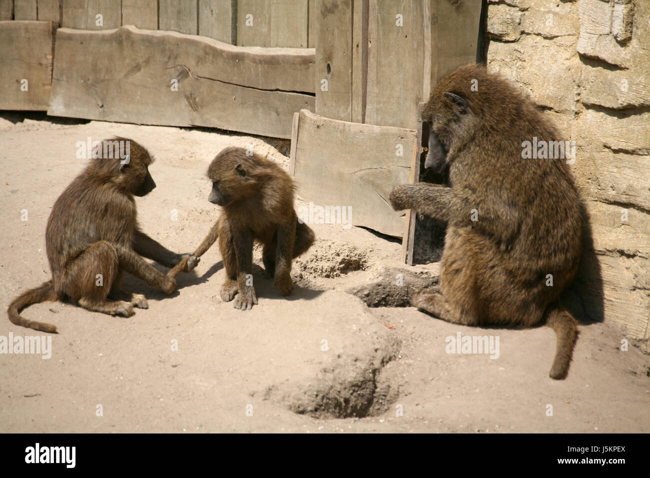 animal animals monkey skin hairy rock zoom male primates baboons ...