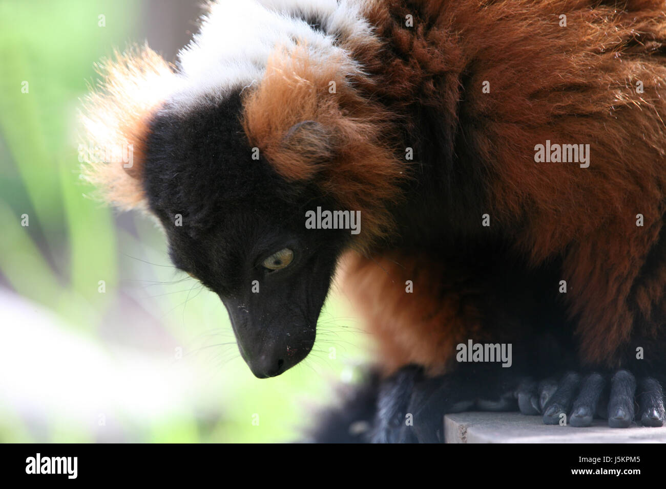 red ruffed lemur Stock Photo - Alamy