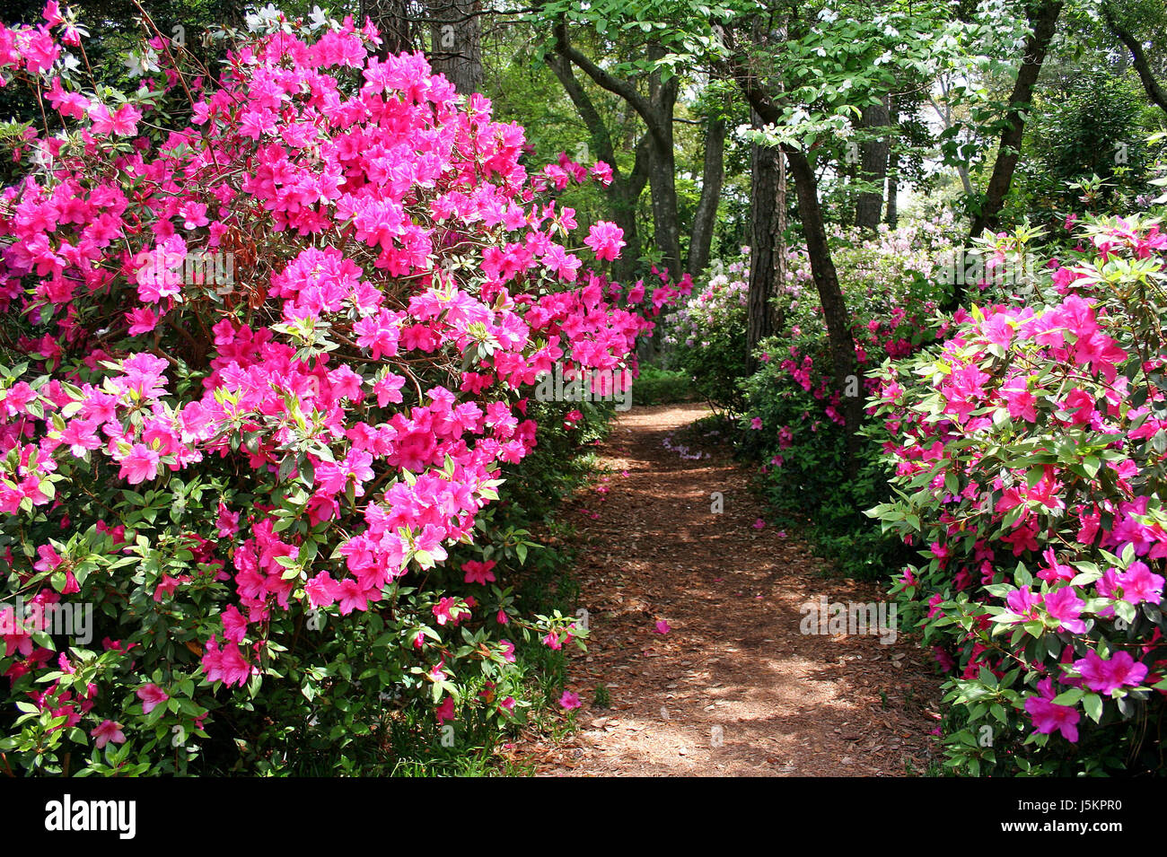 shine shines bright lucent light serene luminous tree trees garden ...