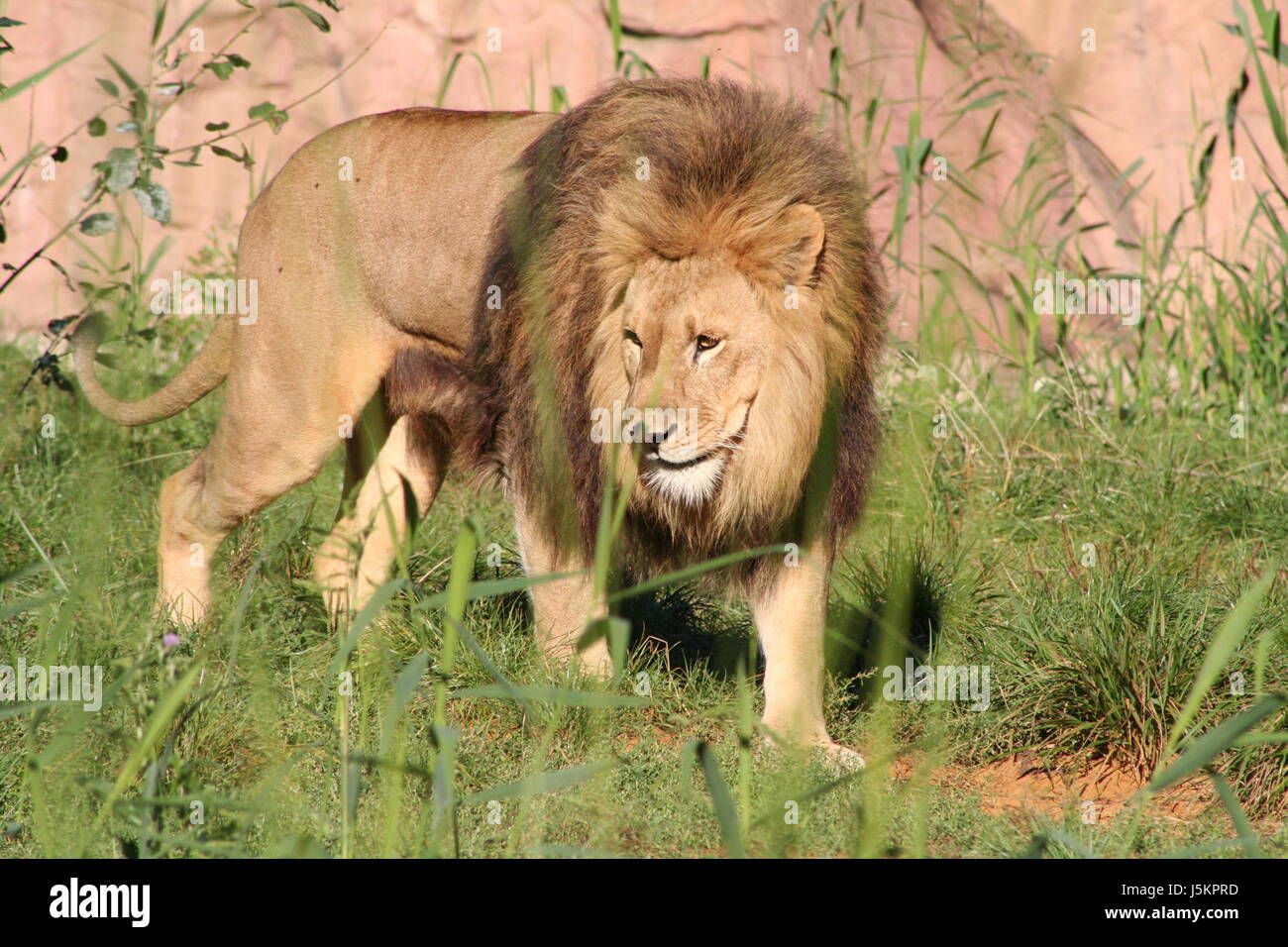 wild lion cat big cat feline predator wildlife predator wilderness ...