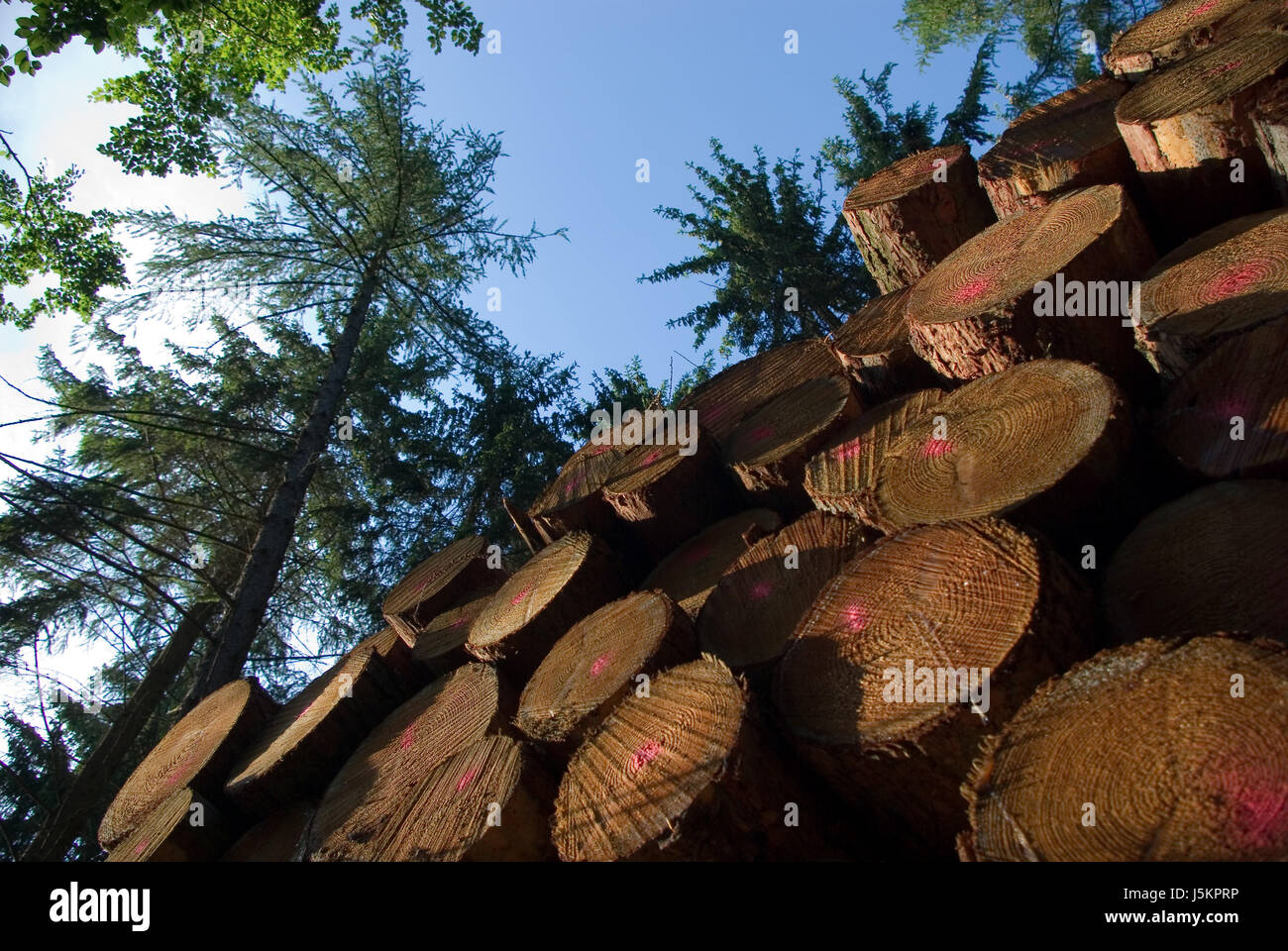 blue colour tree trees wood trunk raw material tinted lasting conifer ...
