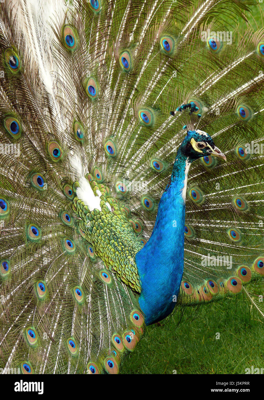 Beautiful Pictures Of Animals And Birds