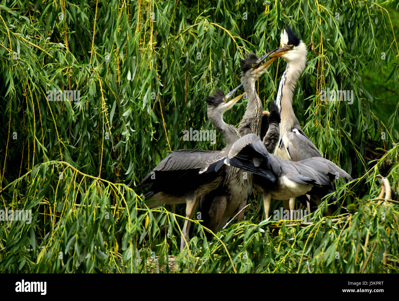 protected sheltered tree trees bird curious nosey nosy hunger birds ...