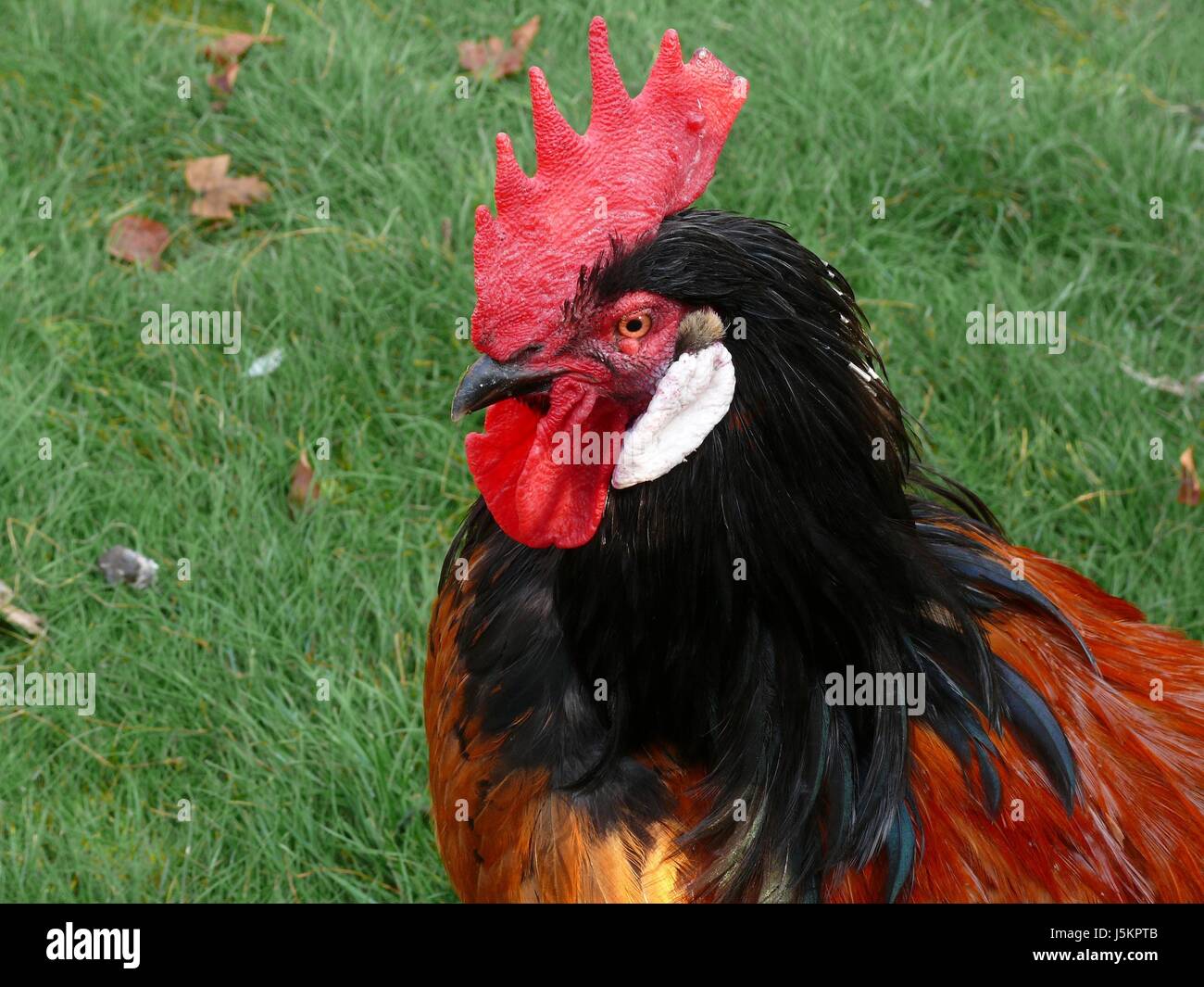 animal pet bird fauna eye organ birds beak poultry farm farm animal ...