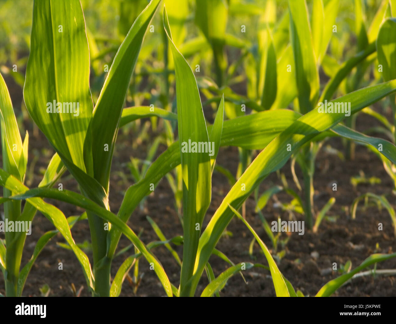 green agriculture farming field counter-light acre corn fodder ...