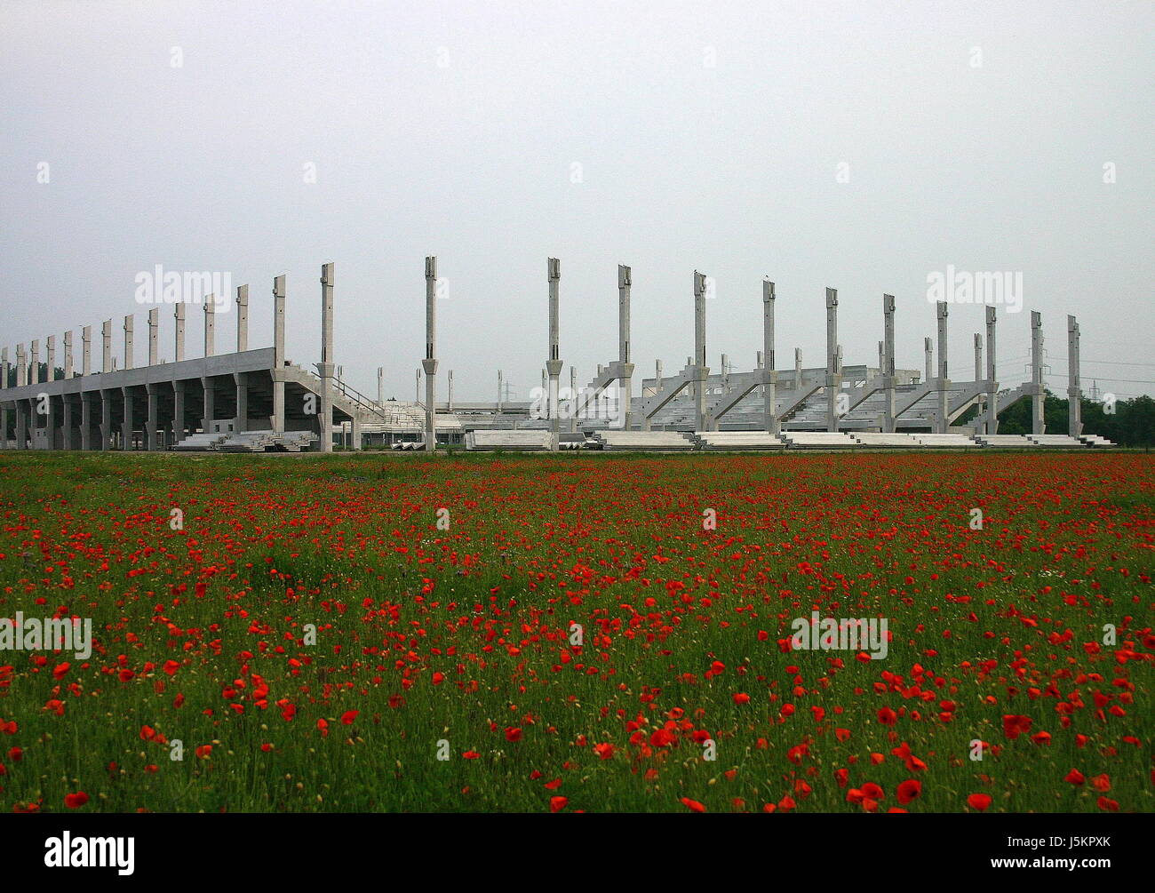 plant green flower flowers poppy ruin stadium rank growth meadow grass ...