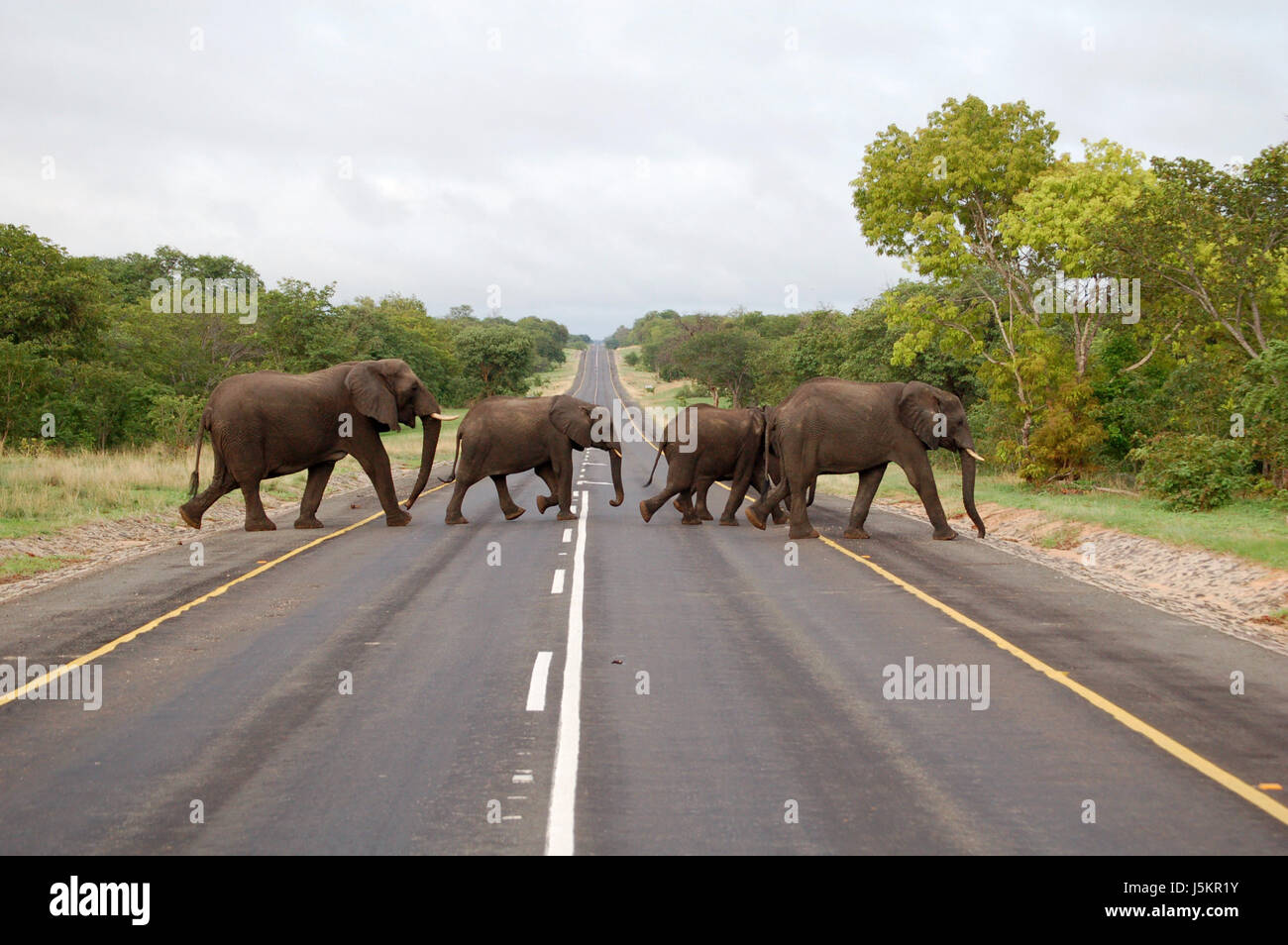 elephant traffic transportation road traffic asphalt careful caution ...