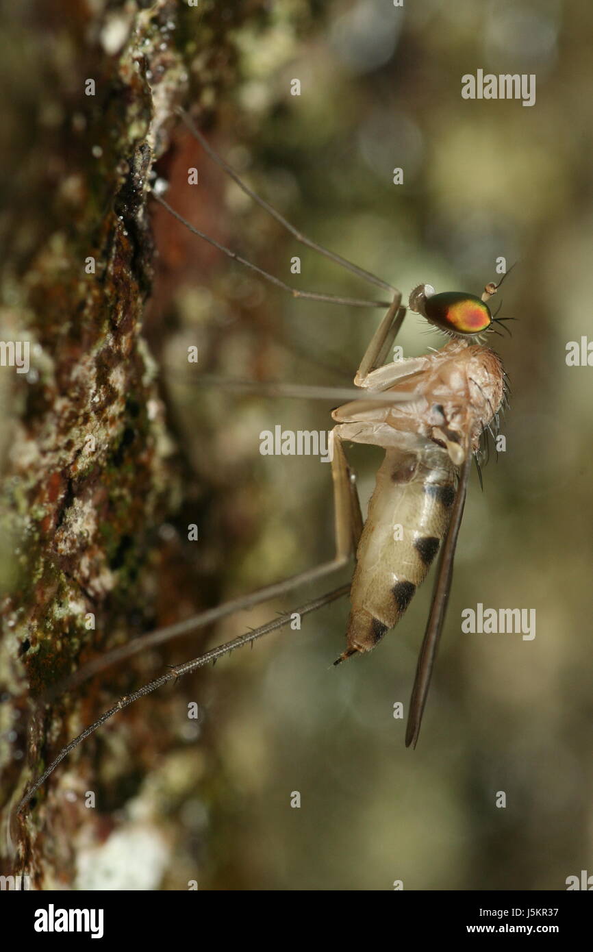 Langbein hi-res stock photography and images - Alamy
