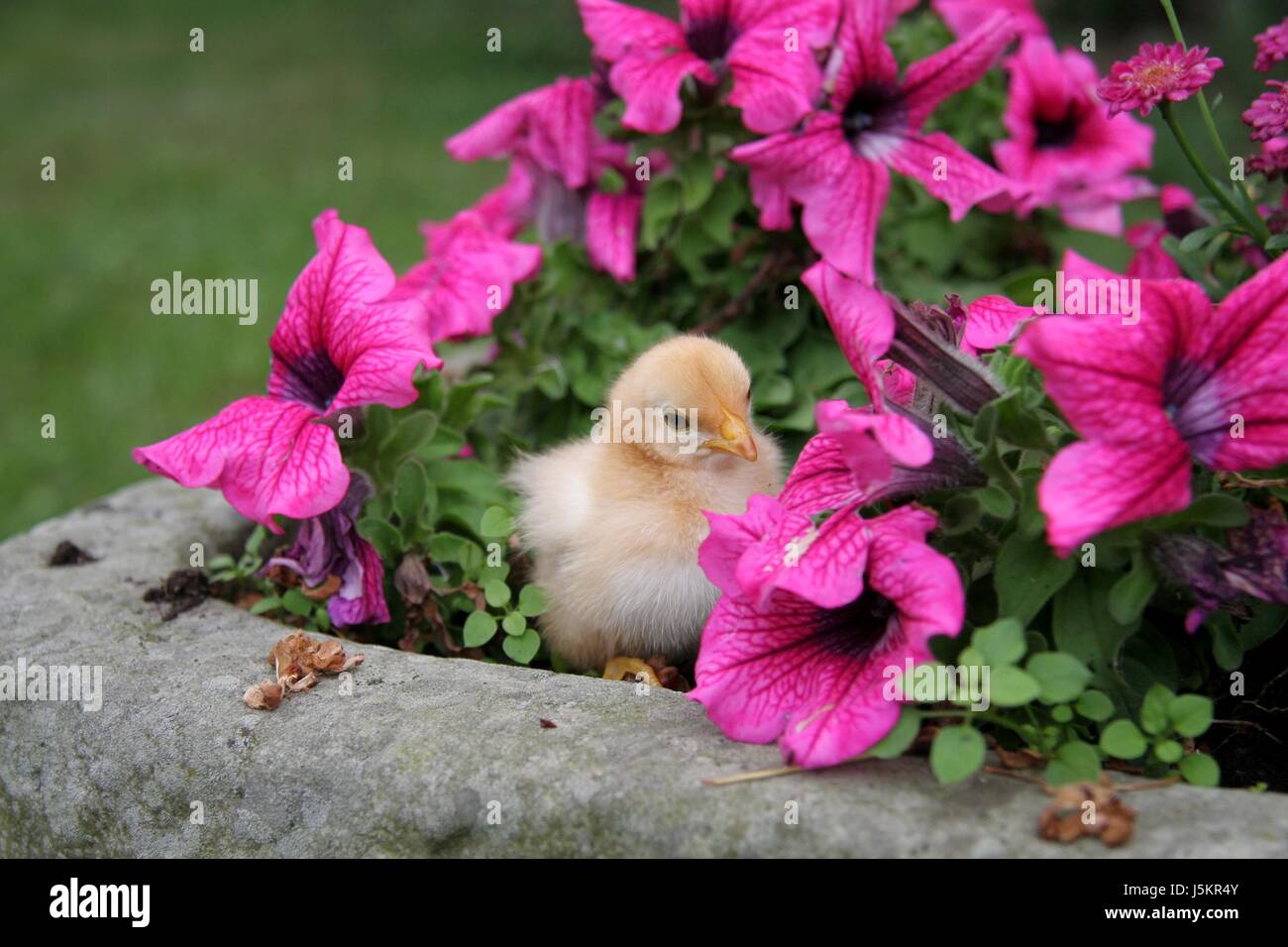 garden bird flower plant green bloom blossom flourish flourishing ...