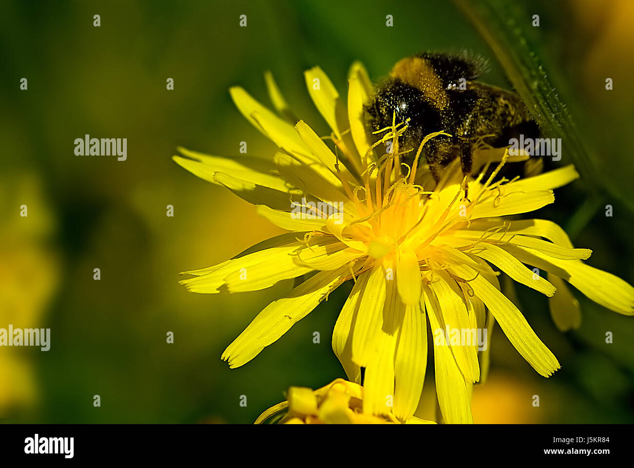 insect flower plant bumblebee bloom blossom flourish flourishing pollen ...
