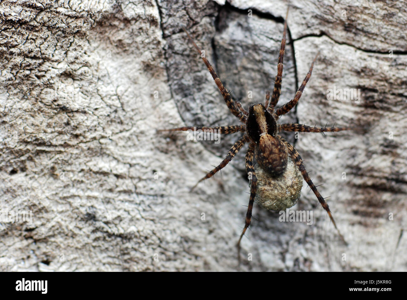 spider with cocoon Stock Photo - Alamy