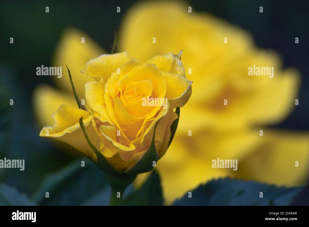 garden plant flower rose bloom blossom flourish flourishing leaves ...