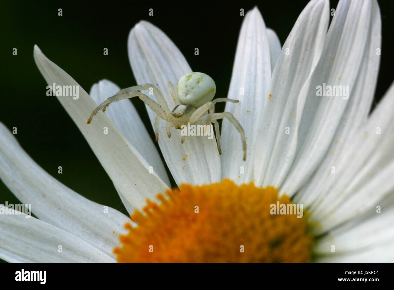 garden plant flower animals hunter flowers flora blank european ...