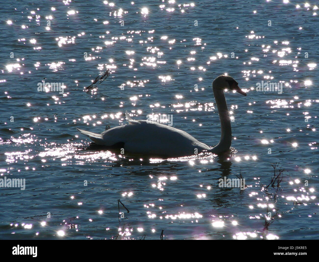 Celestial swan hi-res stock photography and images - Alamy