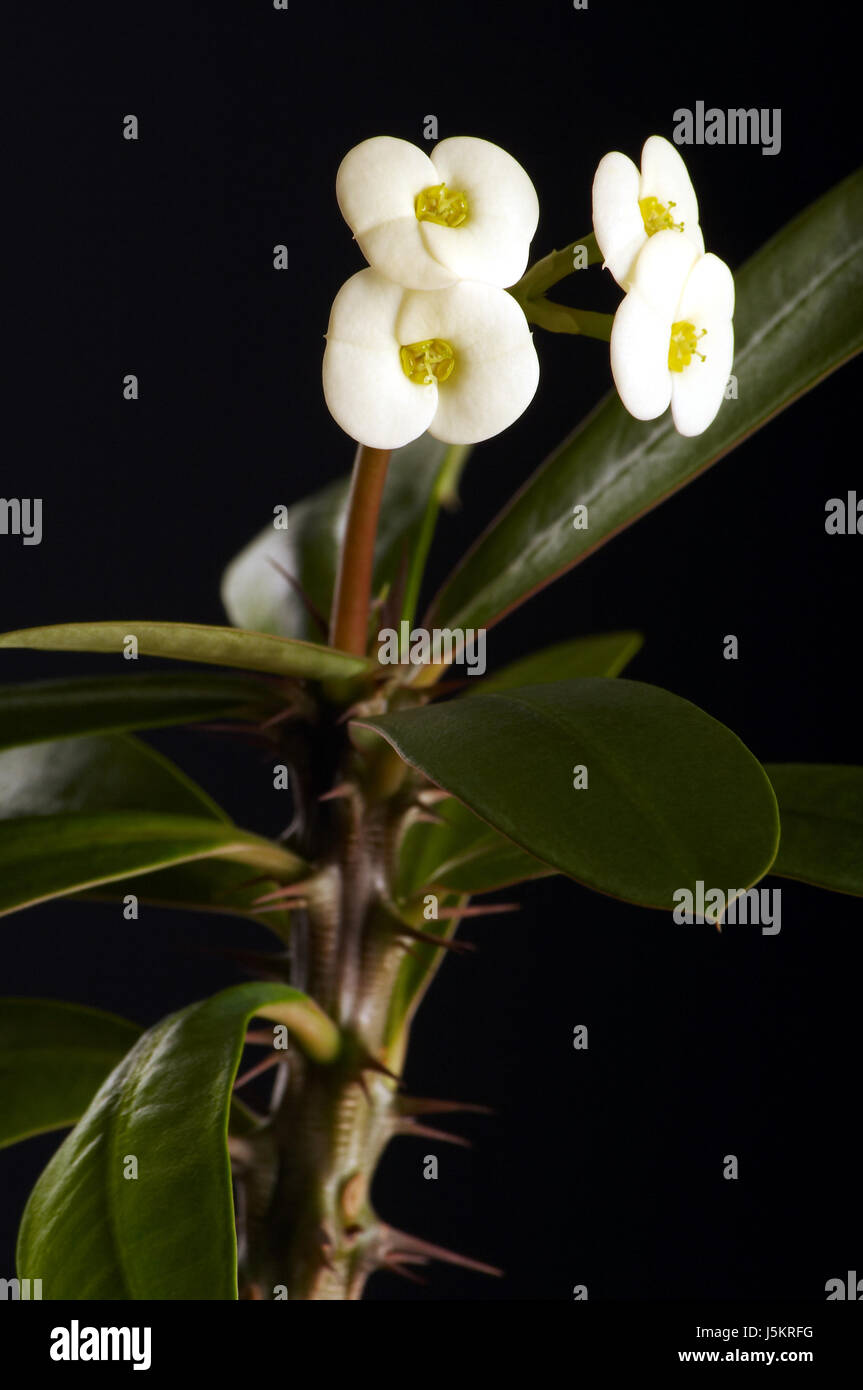 Dorn leaves hi-res stock photography and images - Alamy